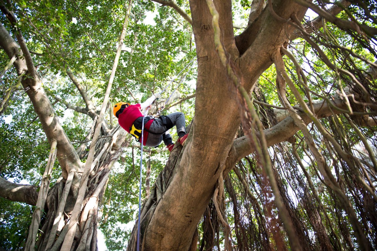 About us – Native Tree Service